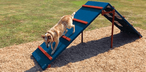 Dog Daycare Playground Equipment