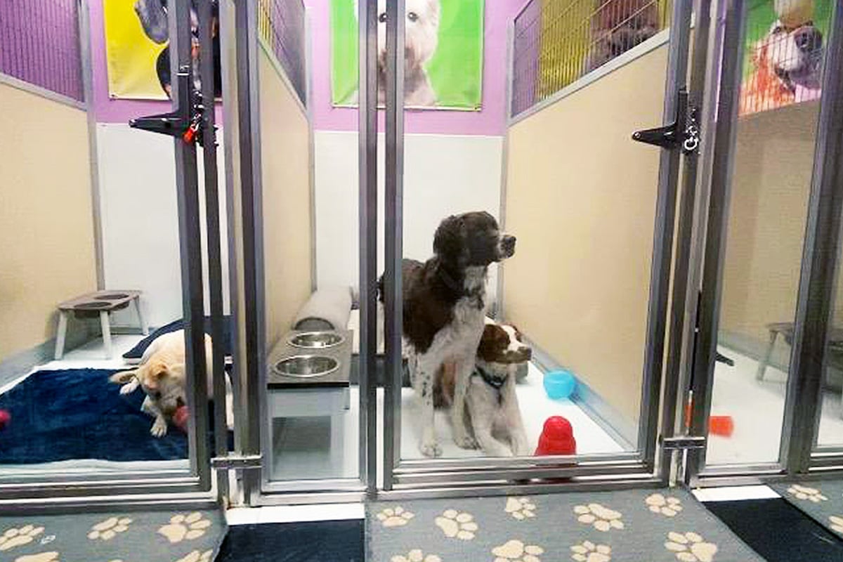 Different Types of Dog Boarding Services and What to Expect