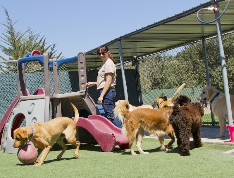 5 Tips for Kennel Technicians and Dog-Daycare Attendants