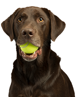 Streamline Your Pet Business Payment Processing | Gingr