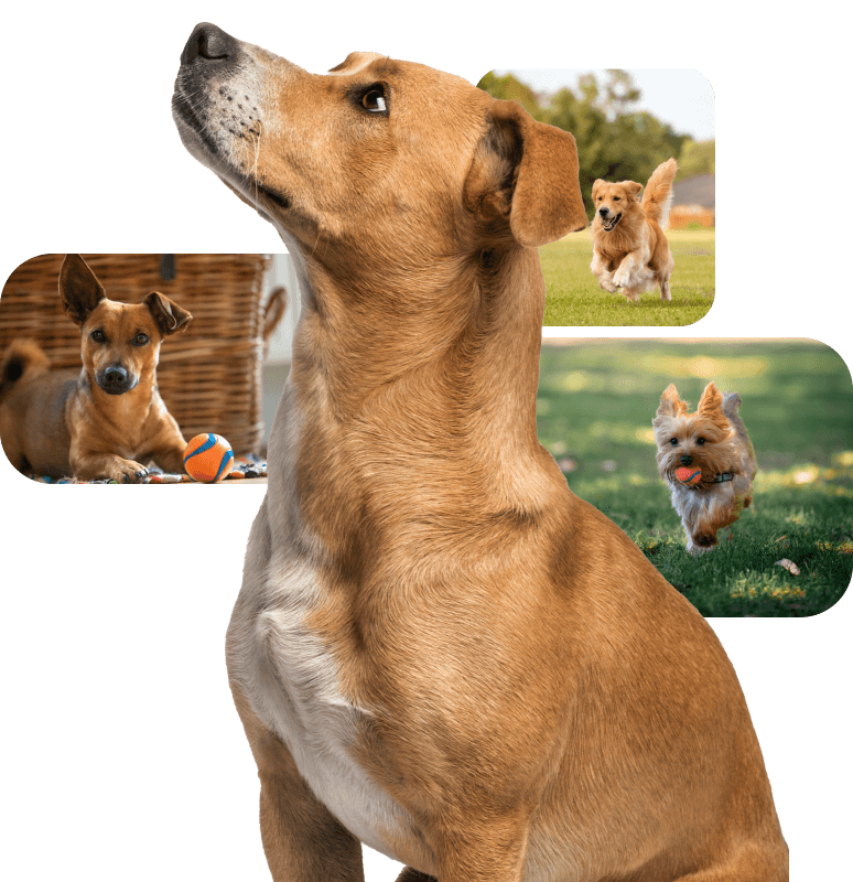 Gingr for All Your Dog Daycare Software Needs | Gingr