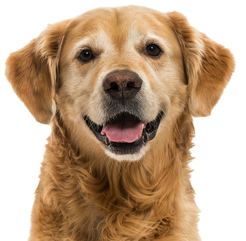 Optimize Your Pet-Care Business Operations | Gingr