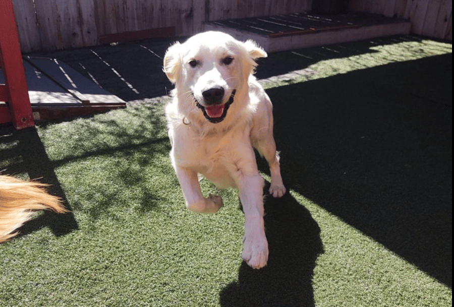 Transforming Play Dog Play: A Gingr Success Story