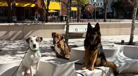 Pet Parent Mobile App | Gingr