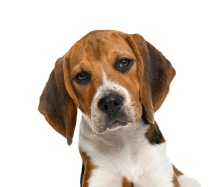Gingr for All Your Dog Daycare Software Needs | Gingr