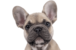 8 Tasks to Include On Your Daily Kennel Staff Checklist