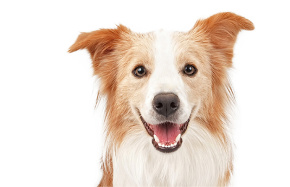 Pet Parent Mobile App | Gingr