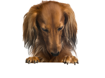 Streamline Bookings With Pet Scheduling Software | Gingr