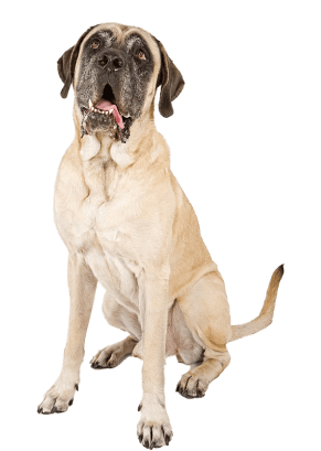 Maximize Your Pet-Care Business's Revenue Today | Gingr