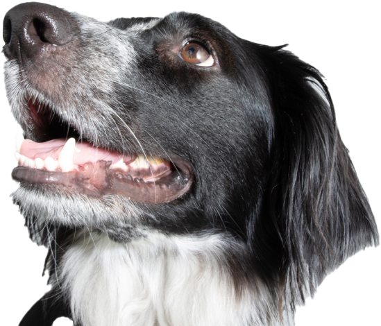 8 Tasks to Include On Your Daily Kennel Staff Checklist