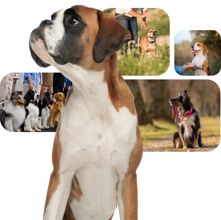 Gingr for Your Dog Training Software Needs | Gingr