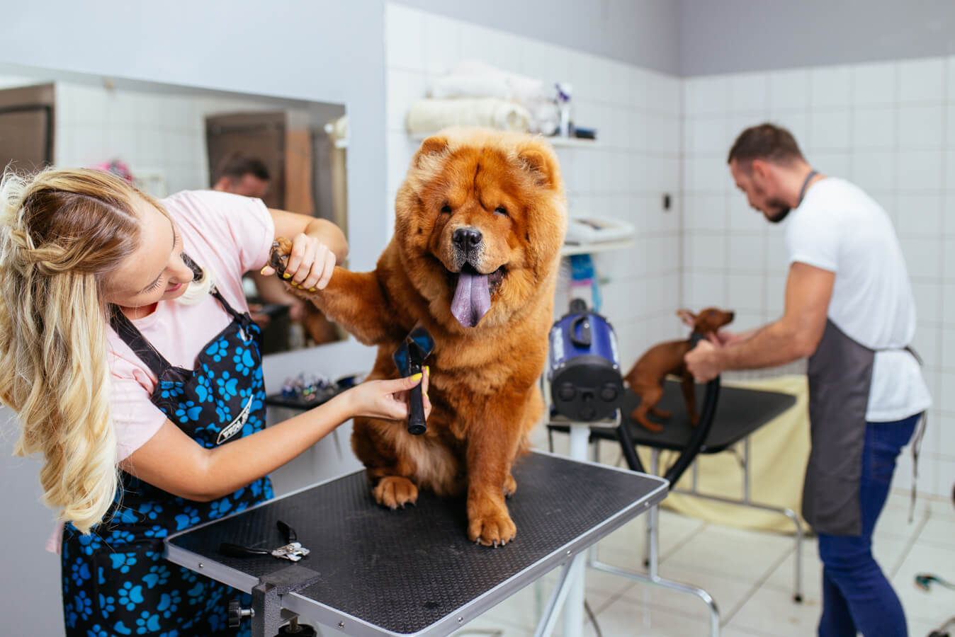 Defining Pet-Care Staff Roles and Responsibilities