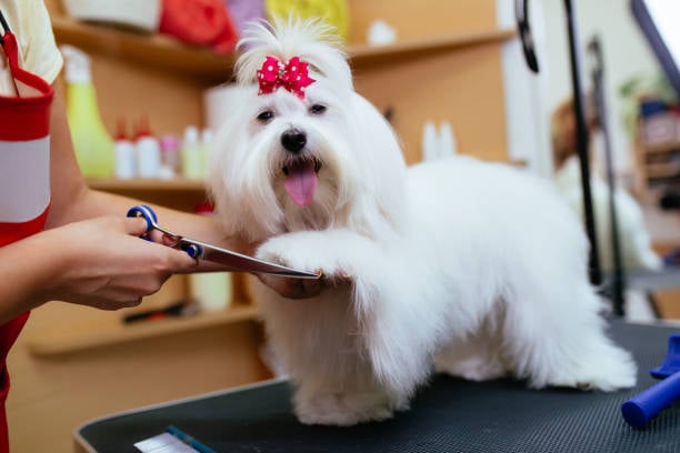 Fur in Fashion: Unleashing Creativity in Dog Grooming
