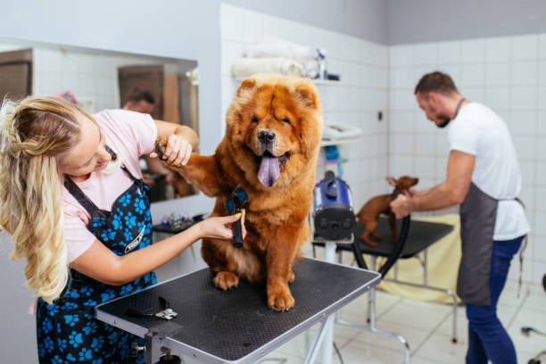 Proper Grooming for Various Dog Breeds – A Comprehensive Guide