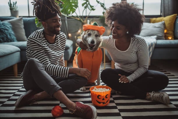 7 Ideas for Pet-Friendly Fall Activities | Gingr