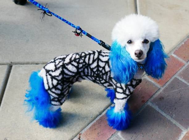 Fur in Fashion: Unleashing Creativity in Dog Grooming
