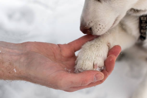 Winter Paw Care: Protecting Dogs' Feet in Cold Weather