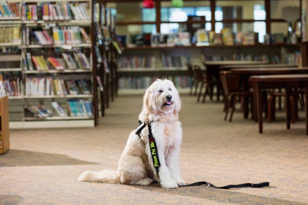 National Therapy Animal Day: The Role of Therapy Dogs