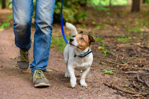 Staff Training for Pet-Care Business Excellence