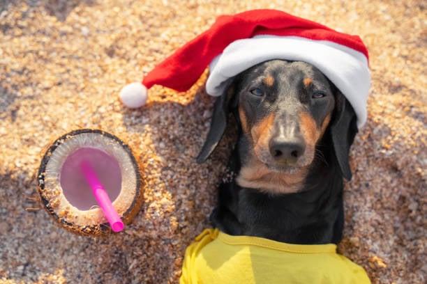 10 Barktastic Summer Event Ideas for Your Dog Bar Business | Gingr