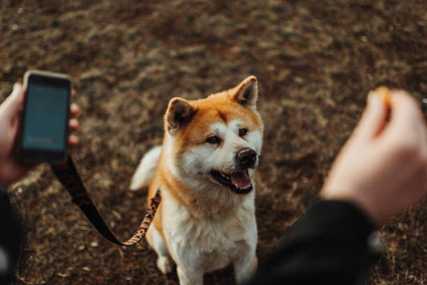 Tech-Savvy Training Methods for Dogs