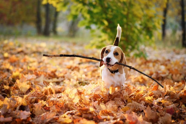 Seasonal Ideas to Make Your Pet Resort the Ultimate Autumn Retreat
