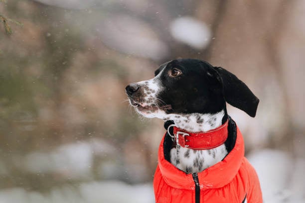 Snow Safety for Dogs: 5 Things to Consider