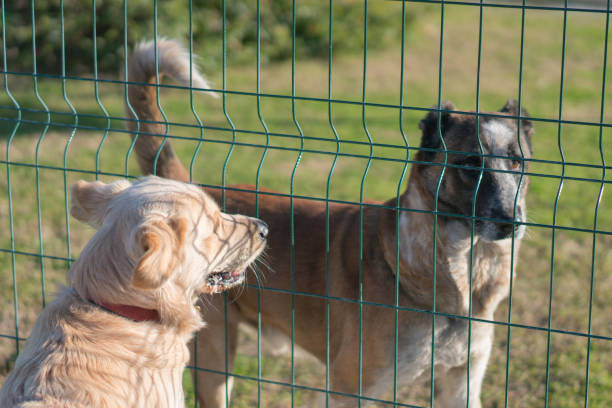 Handling Dog Fights: Prevention and Management