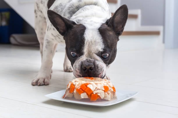 2026 Pet Dietary Trends: A Deep Dive for Pet-Care Businesses | Gingr