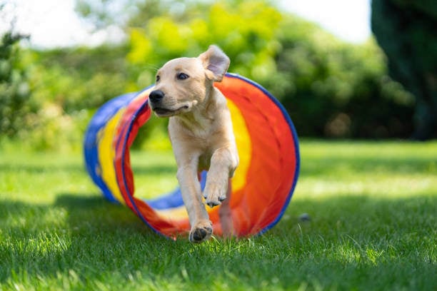 Hosting a Successful Open House Event at Your Pet-Care Facility