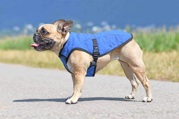 Choosing the Right Sun Protection for Pets