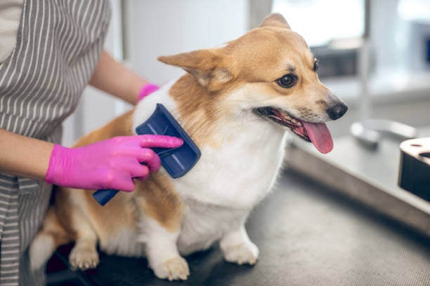 A Groomer’s Toolkit: The Key Assets Behind Perfect Pet Coats
