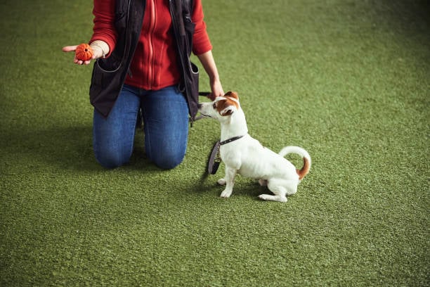 Dog Training Business Client Journey Tips | Gingr