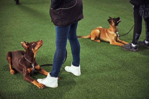 Hosting Dog Training Classes at Your Dog Daycare or Boarding Facility