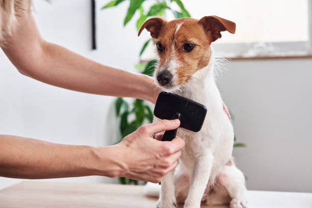 Grooming for Different Coat Types: Top Things to Consider