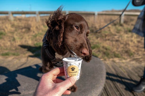 Celebrate International Dog Day: A Pawfect Day to Honor Our Furry Friends