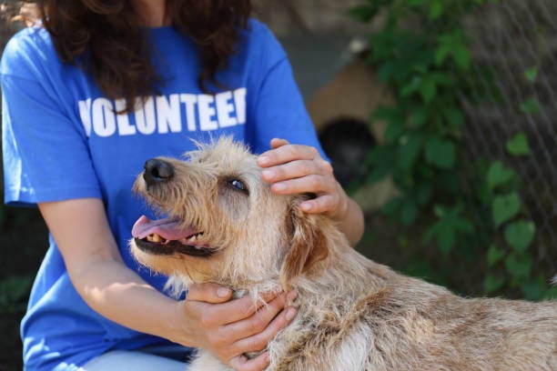 Adding Rescue Services to a Pet-Care Business: Is It Time? | Gingr