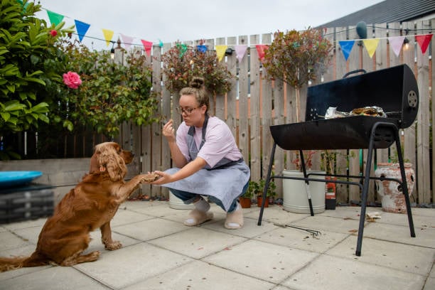 Fun Ways to Celebrate National Dog Day at Your Daycare
