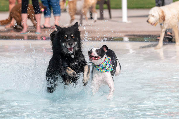 The Evolution of Dog Parks: From Simple Spaces to High-Tech Facilities