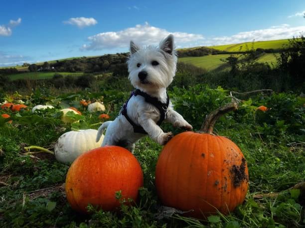 7 Ideas for Pet-Friendly Fall Activities | Gingr