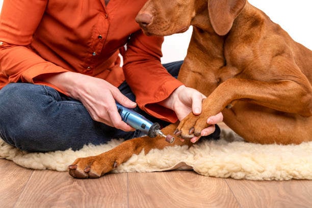 How to Desensitize Dogs to Nail Grooming