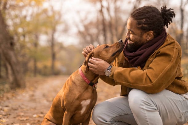 7 Ideas for Pet-Friendly Fall Activities | Gingr