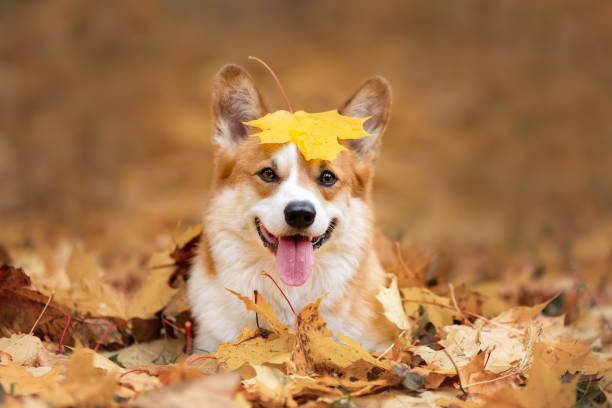 Seasonal Challenges for Pet-Care Businesses