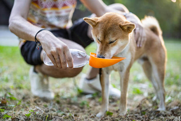 Heat Protection for Dog Paws