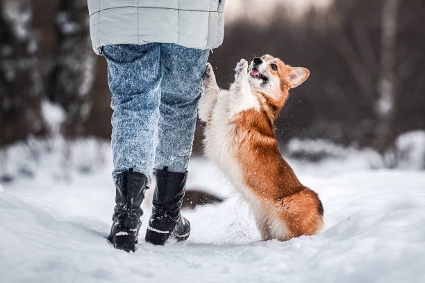 Snow Safety for Dogs: 5 Things to Consider