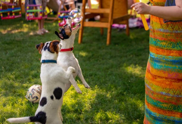 7 Protocols Every Kennel Should Have in Place for Success