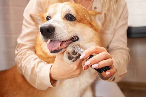 How to Desensitize Dogs to Nail Grooming
