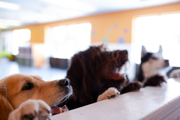 The Benefits of Dog Daycare and Boarding Software for Dogs and Owners