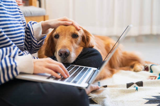 How to Leverage Customer Feedback for Your Pet-Care Business