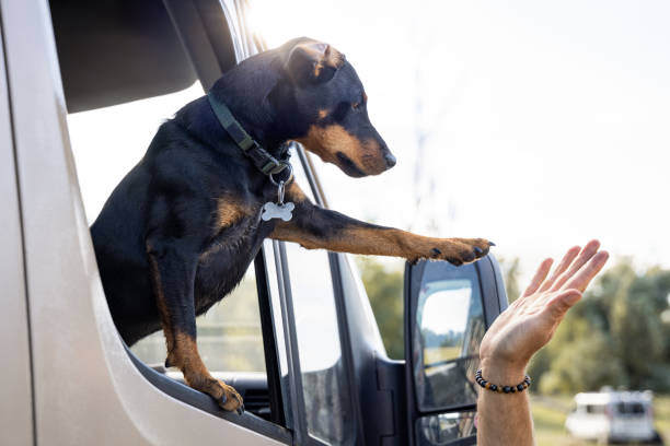 Starting Pick-Up/Drop-Off Services at Your Dog Daycare